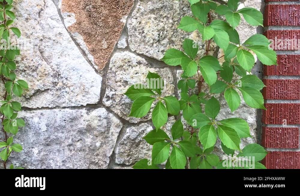 Vine on rock Stock Videos & Footage - HD and 4K Video Clips - Alamy