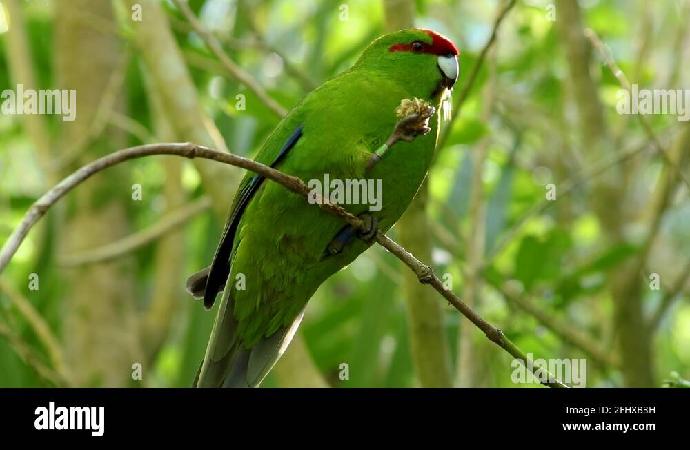 Red crowned parakeet Stock Videos & Footage - HD and 4K Video Clips - Alamy