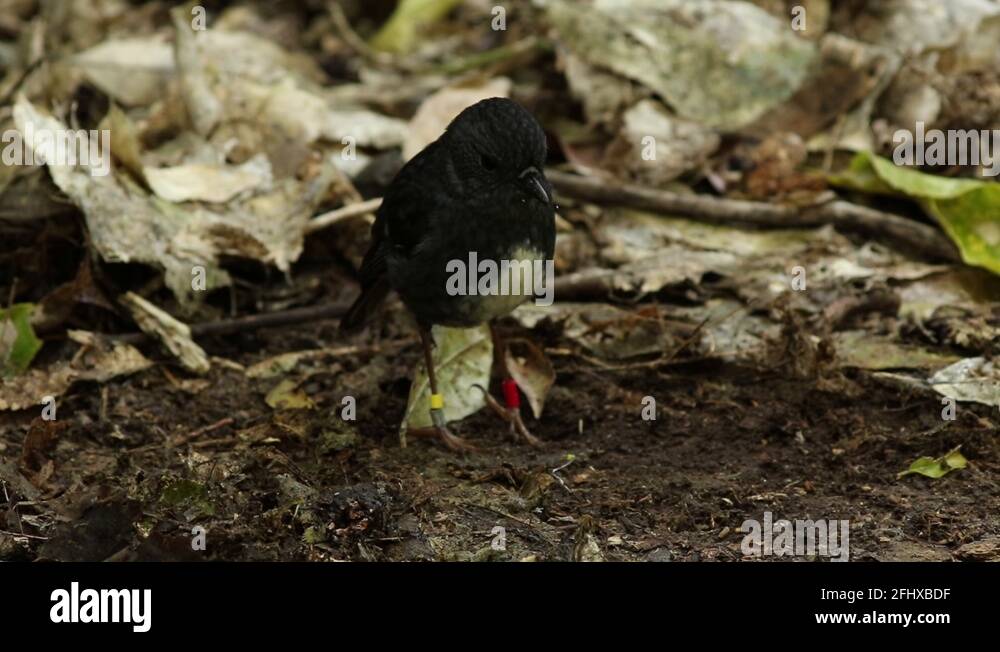 New zealand insects Stock Videos & Footage - HD and 4K Video Clips - Alamy