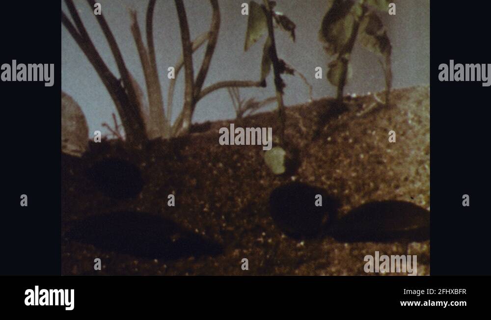 Clam clams Stock Videos & Footage - HD and 4K Video Clips - Alamy