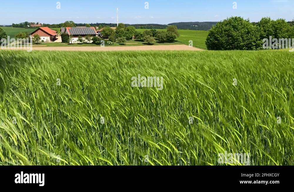 Grain field in spring Stock Videos & Footage - HD and 4K Video Clips ...