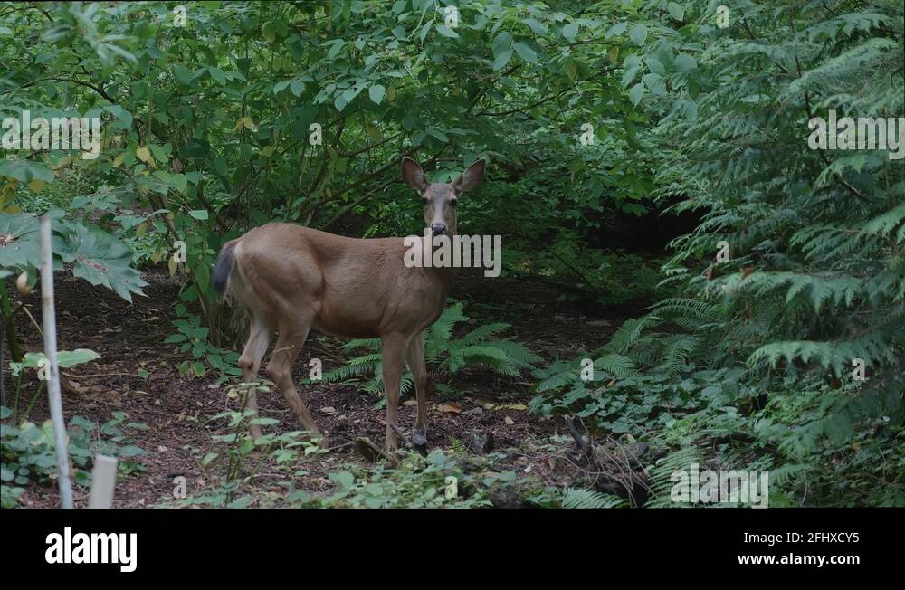 Eyes off camera Stock Videos & Footage - HD and 4K Video Clips - Alamy