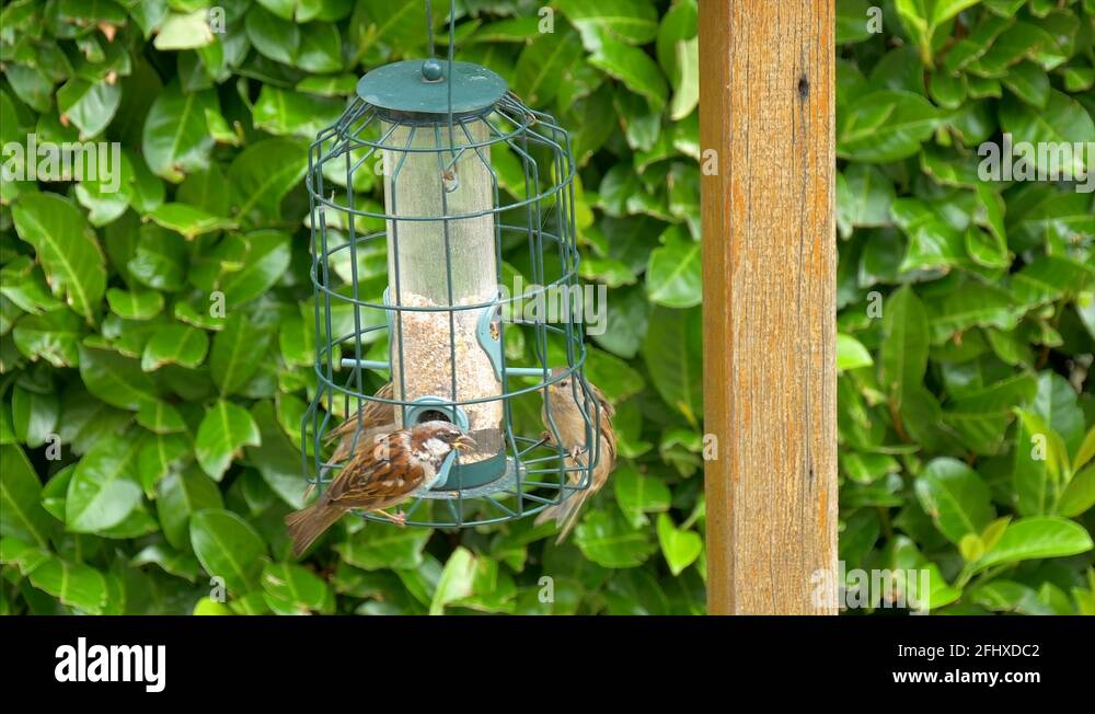 Third bird Stock Videos & Footage - HD and 4K Video Clips - Alamy