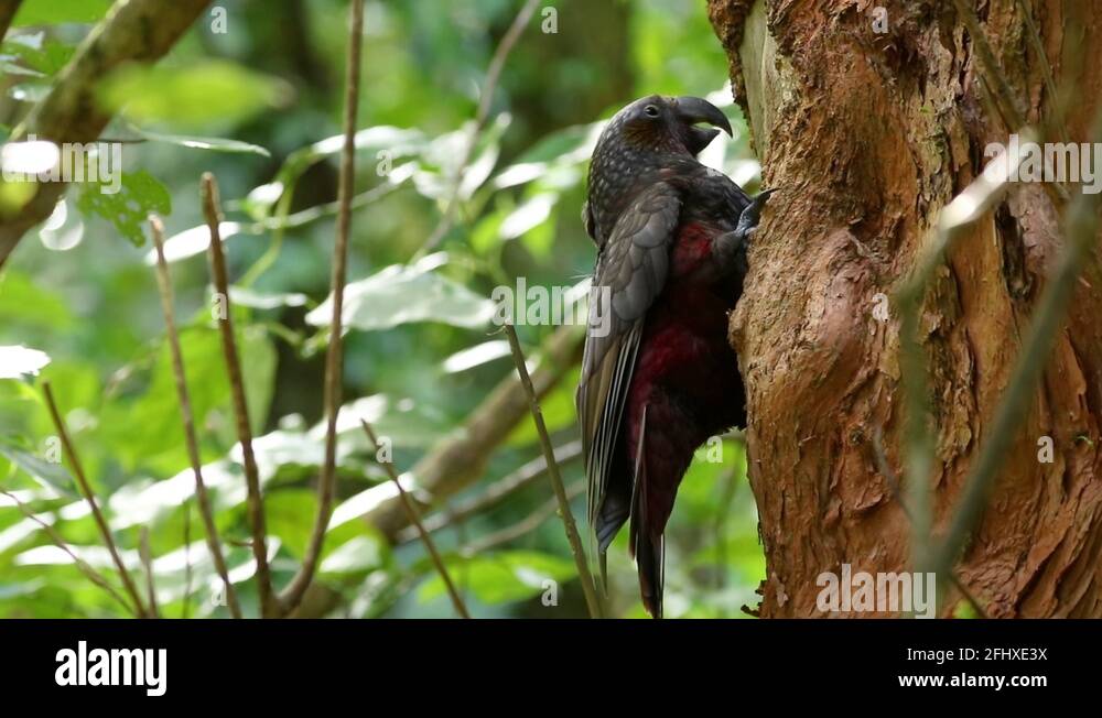 New zealand native fauna Stock Videos & Footage - HD and 4K Video Clips ...