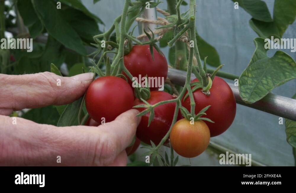 Polytunnel tomato Stock Videos & Footage - HD and 4K Video Clips - Alamy