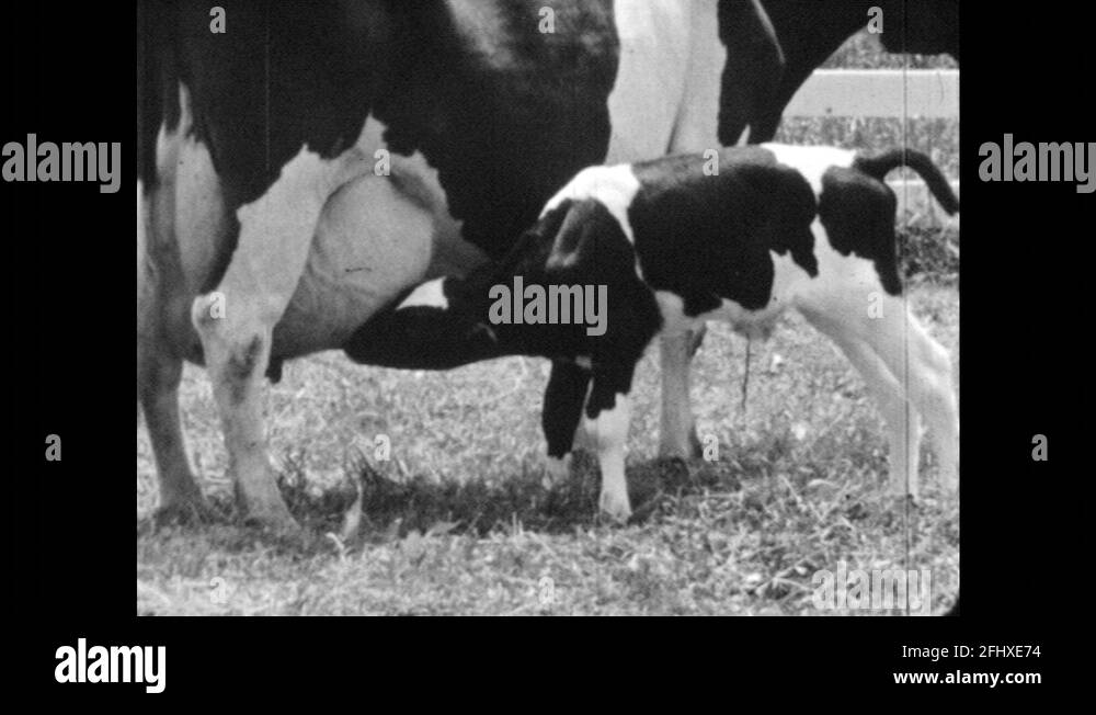1960s: Calf milks mother cow. Milking tubes are removed from cow's ...
