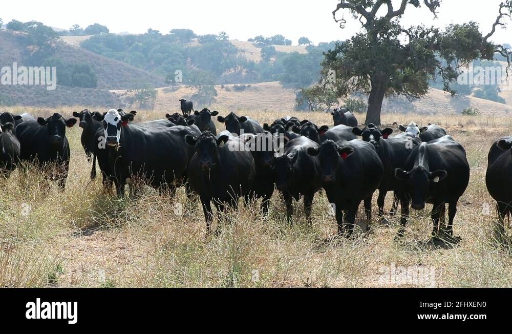 Black Angus cattle standing peacefully in an open field watching the ...