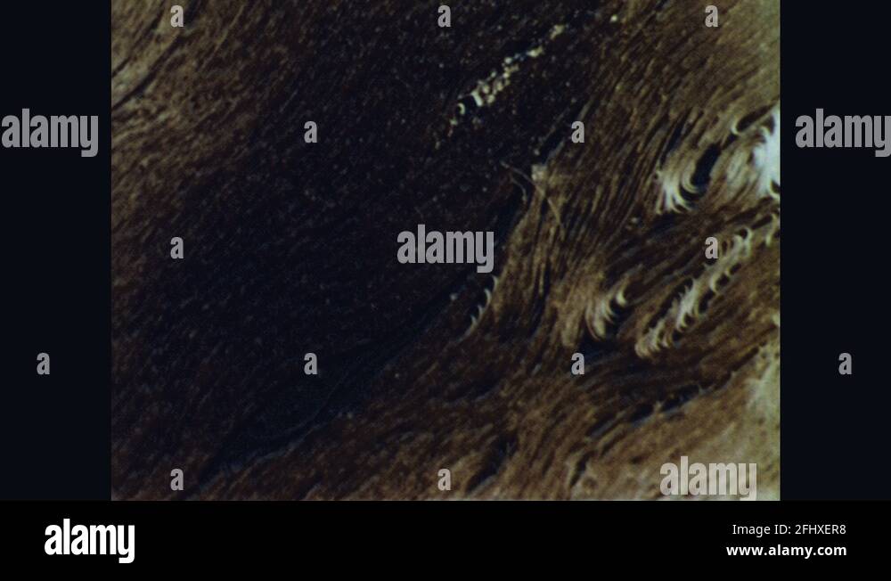 1960s: UNITED STATES: close up of algae and chlorophyll under ...