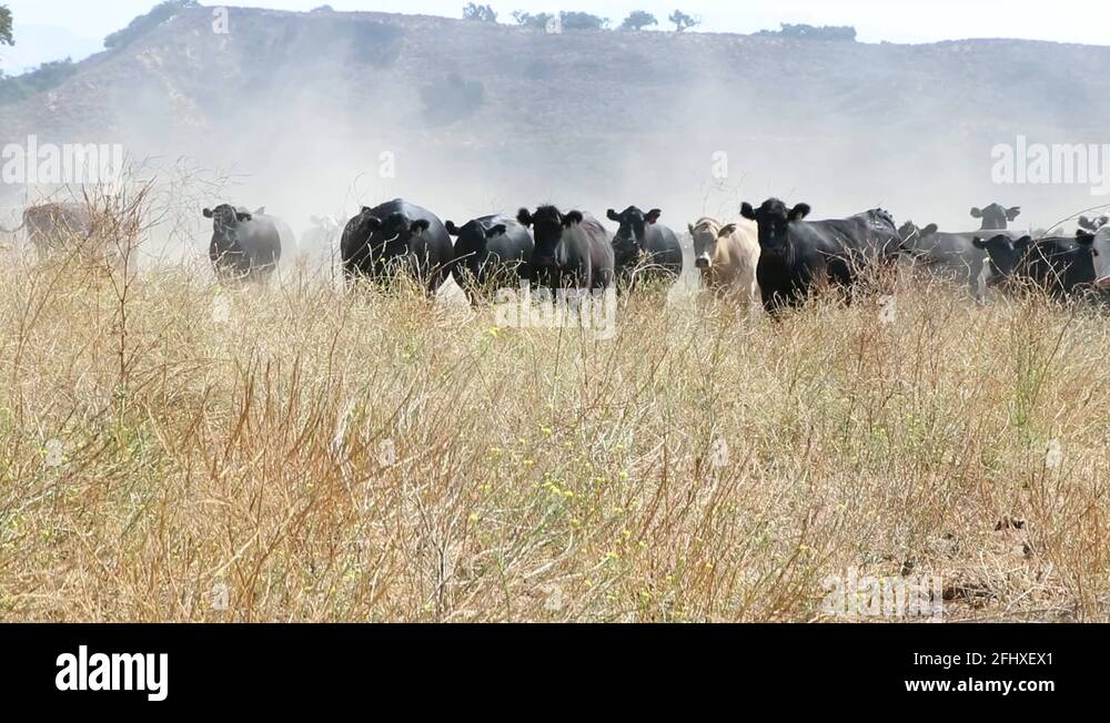 Cattle stop Stock Videos & Footage - HD and 4K Video Clips - Alamy