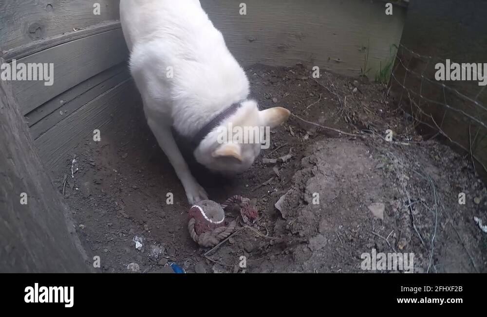 White Husky dog tries digging a hole to the center of the earth Stock ...