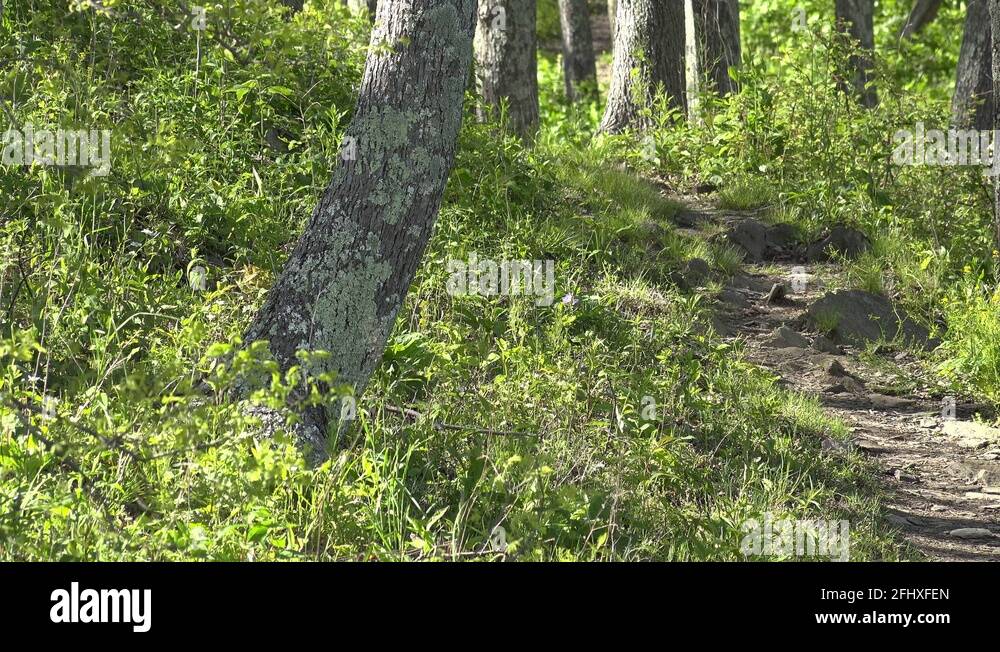 Appalachian environment Stock Videos & Footage - HD and 4K Video Clips ...