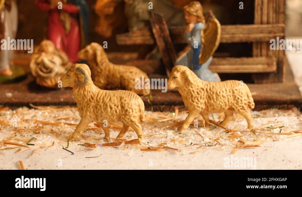 Nativity sheep Stock Videos & Footage - HD and 4K Video Clips - Alamy
