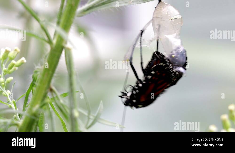 Monarch butterfly emerging from chrysalis, with swollen abdomen ...