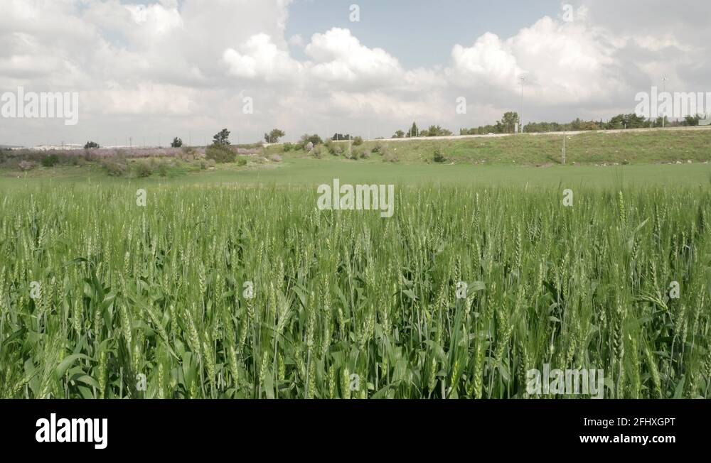 Israel wheat grain Stock Videos & Footage - HD and 4K Video Clips - Alamy