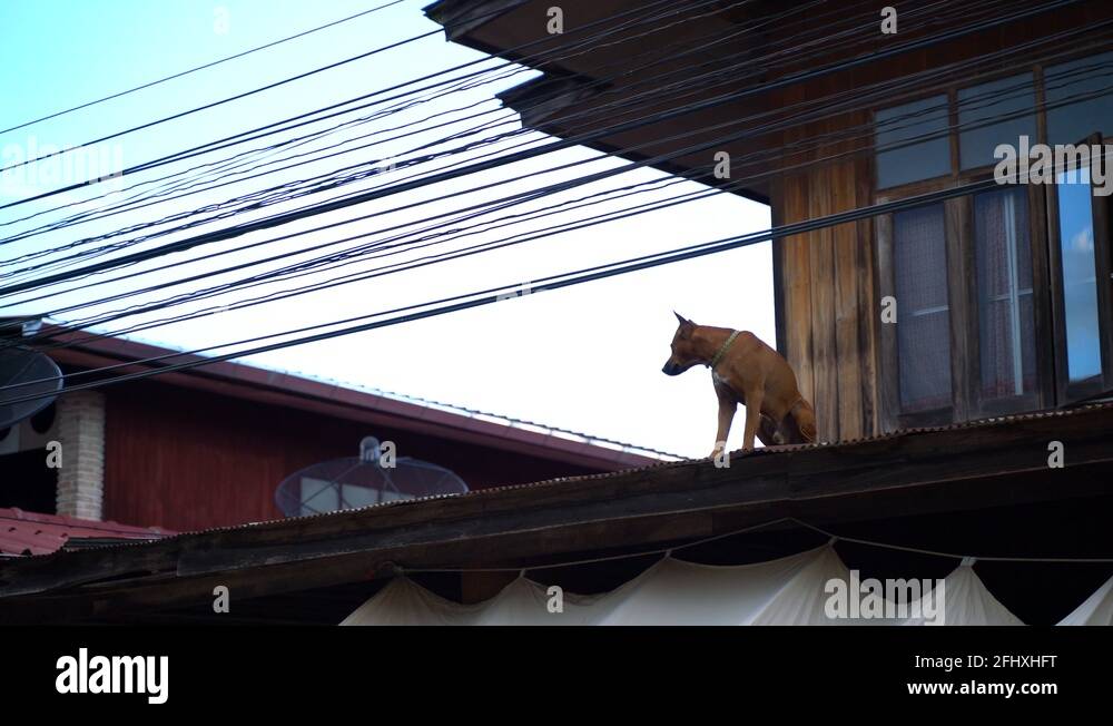Roof dog Stock Videos & Footage - HD and 4K Video Clips - Alamy