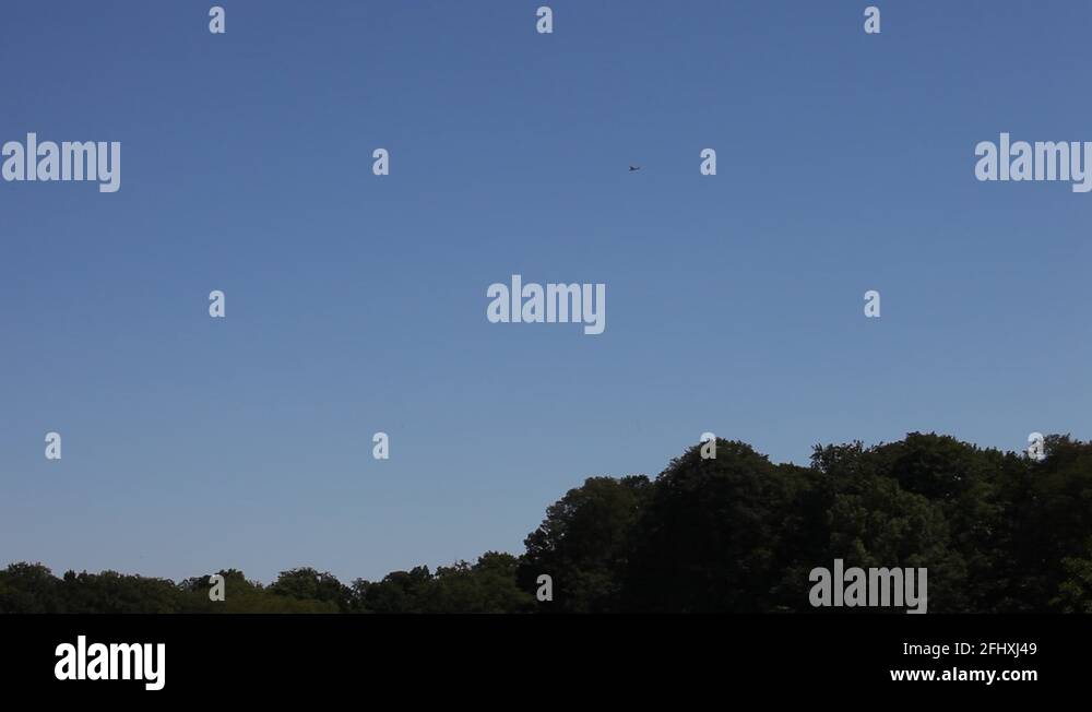 Dark tree line Stock Videos & Footage - HD and 4K Video Clips - Alamy