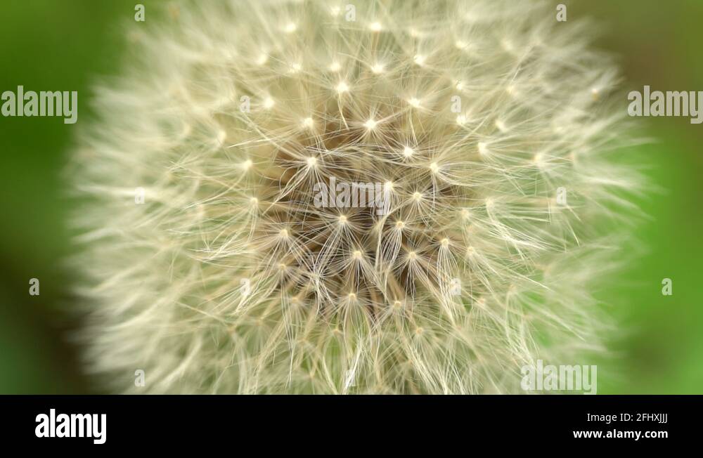 Taraxacum officinale seed Stock Videos & Footage - HD and 4K Video ...