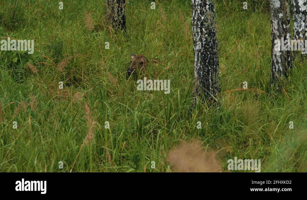 Maral Stock Videos & Footage - HD and 4K Video Clips - Alamy