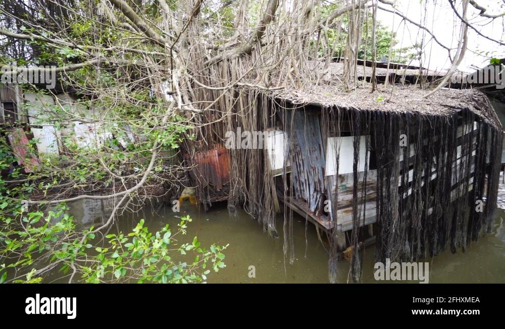 Overgrown house Stock Videos & Footage - HD and 4K Video Clips - Alamy