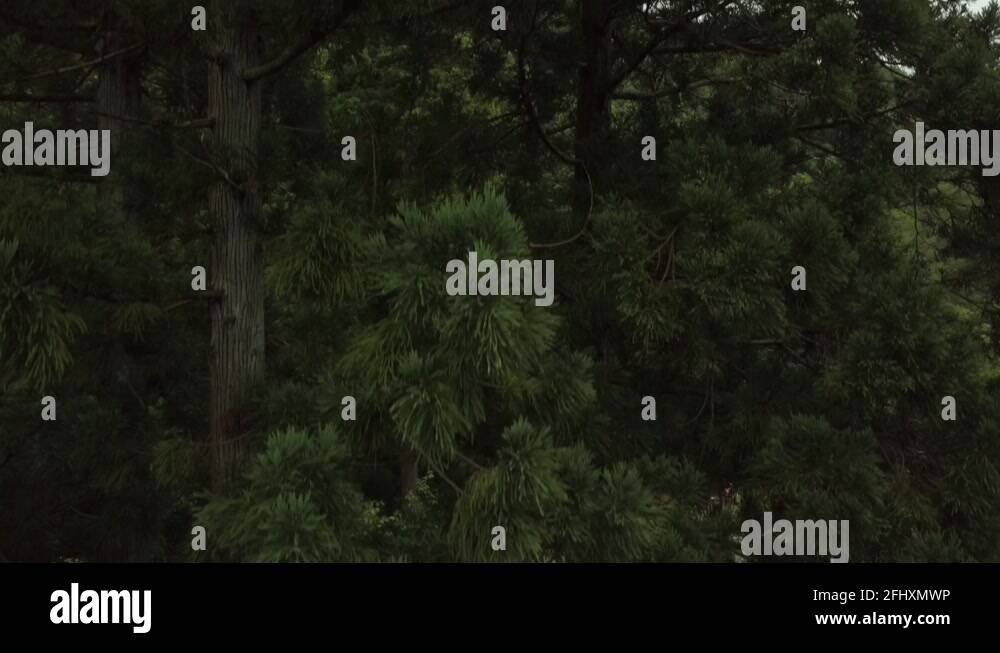 Ascending tall tree Stock Videos & Footage - HD and 4K Video Clips - Alamy