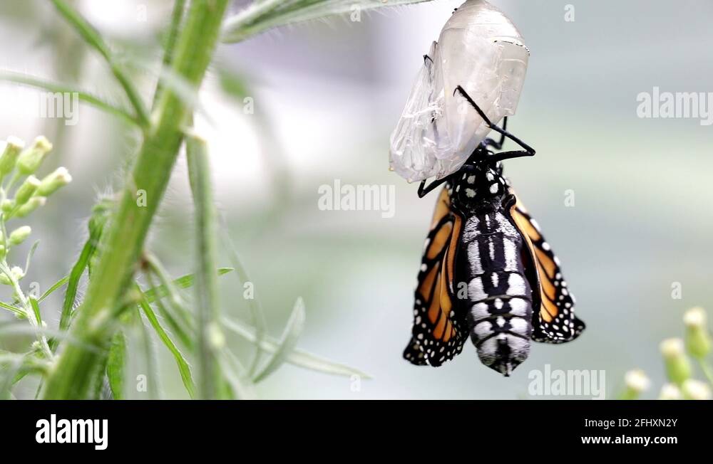 Monarch butterfly, newly emerged, swollen abdomen and shriveled wings ...