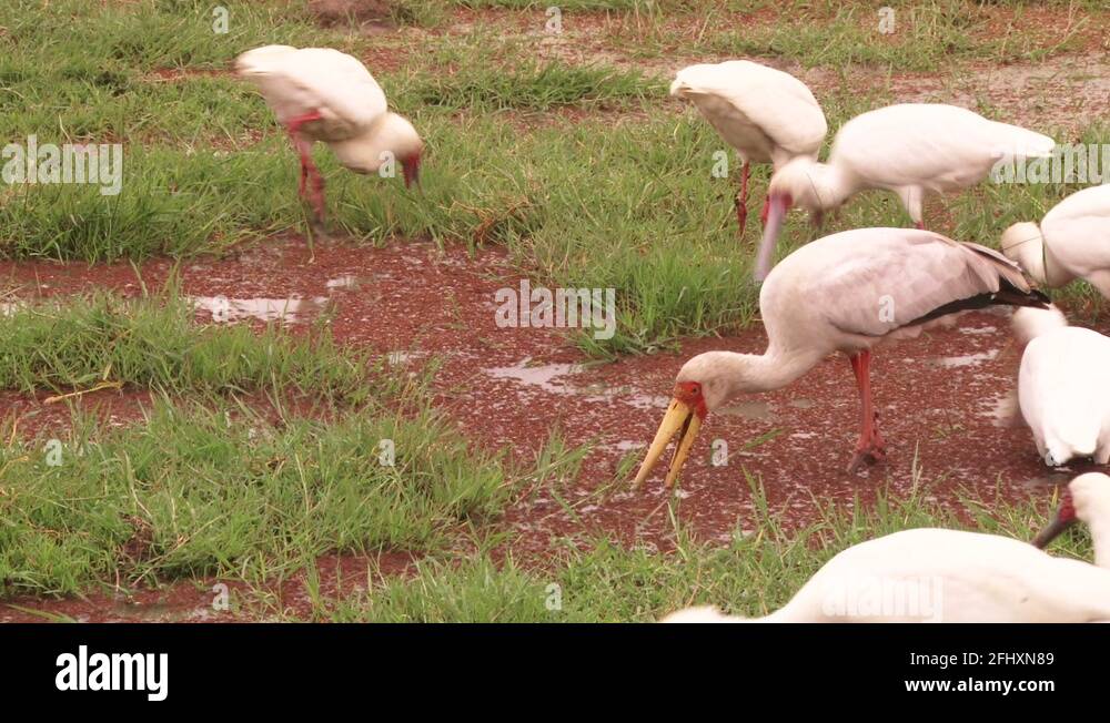 Head and bill eating Stock Videos & Footage - HD and 4K Video Clips - Alamy