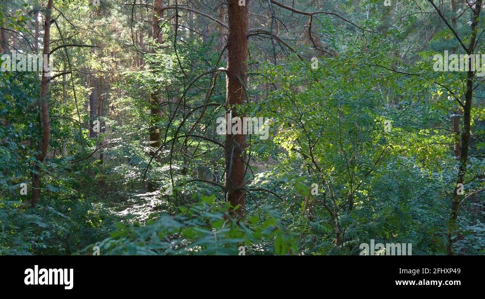 Mixed forest ecosystem Stock Videos & Footage - HD and 4K Video Clips ...