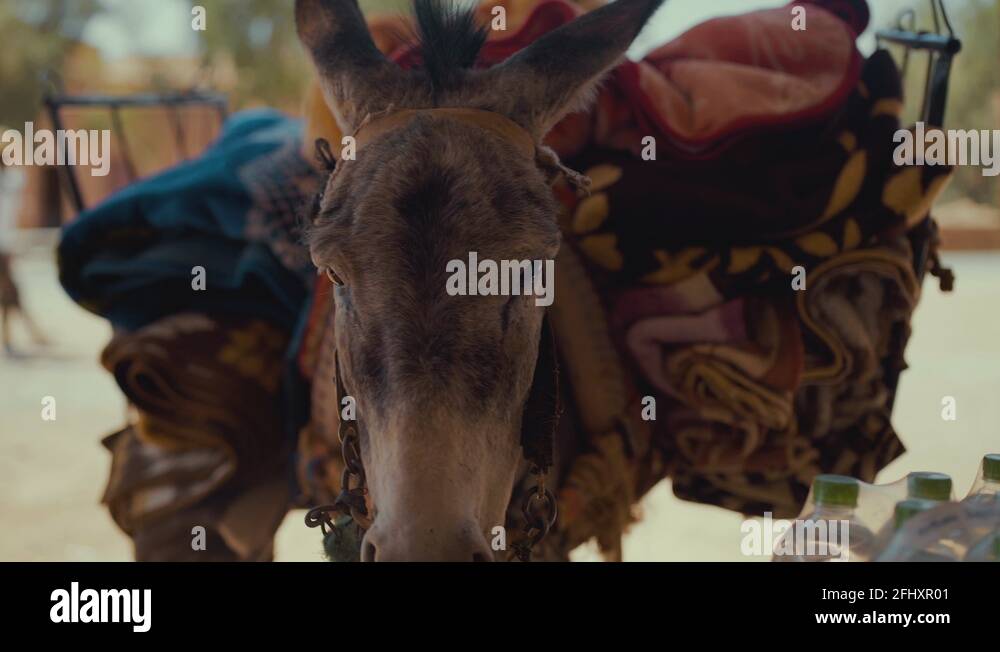 A Donkey with lots of luggage on its back in Morocco, looking here and ...