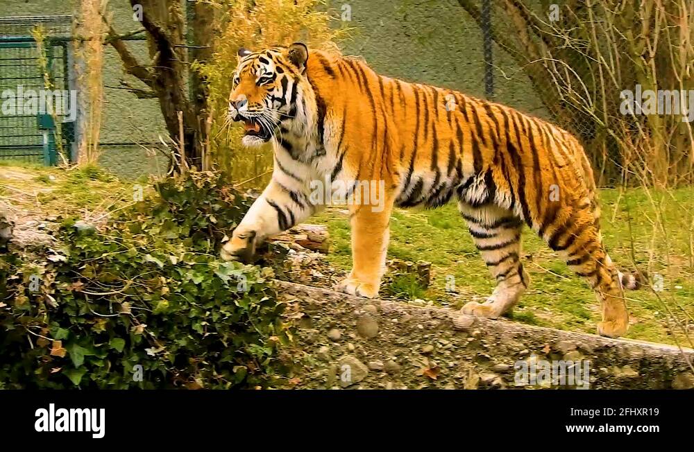 A bengal tiger standing Stock Videos & Footage - HD and 4K Video Clips ...