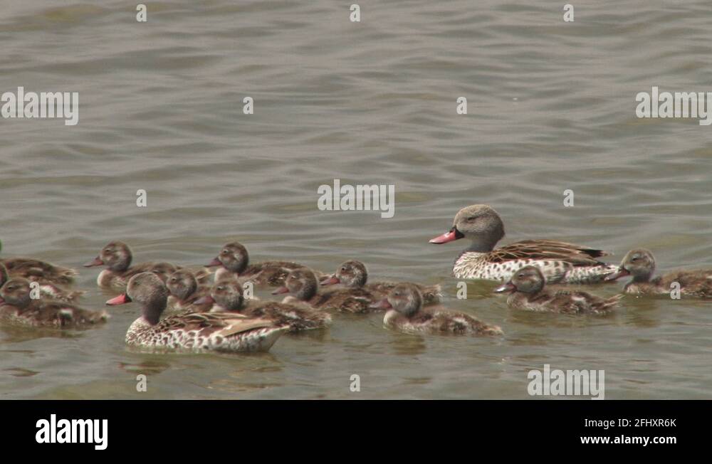 Ducklings line Stock Videos & Footage - HD and 4K Video Clips - Alamy