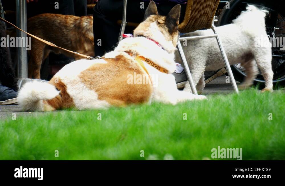 Mixed dogs group Stock Videos & Footage - HD and 4K Video Clips - Alamy