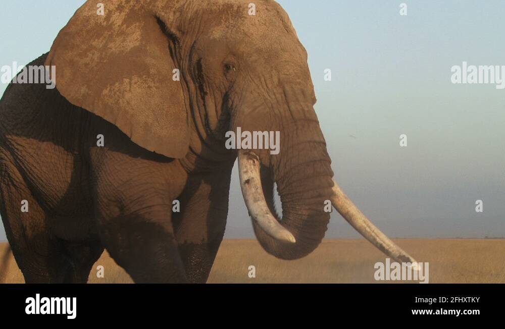 South african elephant long tusks Stock Videos & Footage - HD and 4K ...