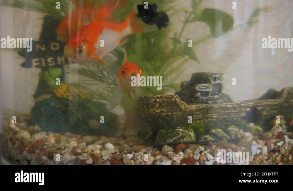 Fish bowl rocks Stock Videos & Footage - HD and 4K Video Clips - Alamy