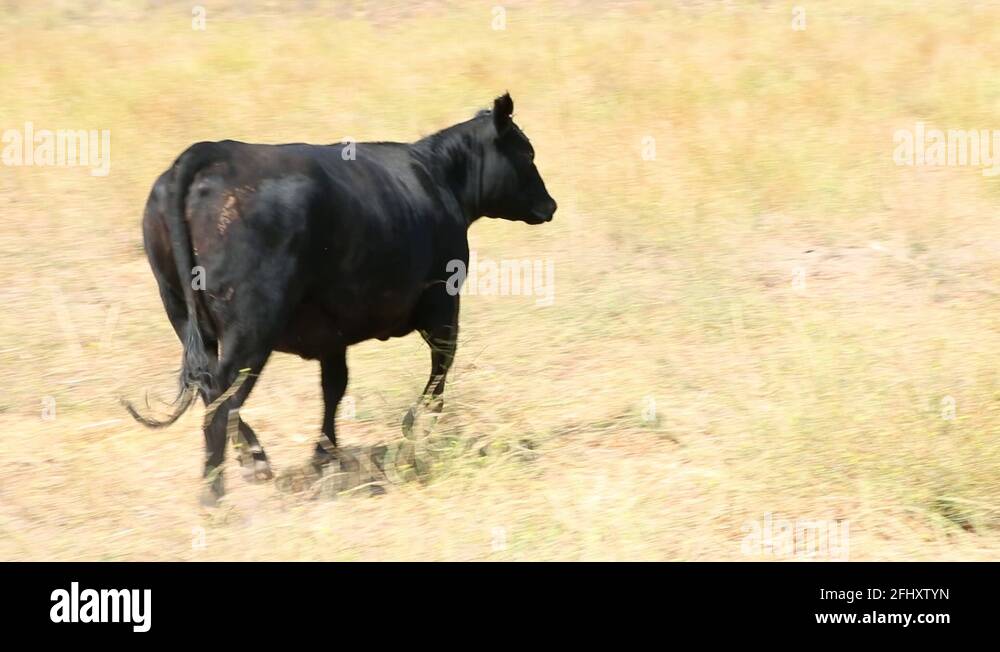 Catch cattle Stock Videos & Footage - HD and 4K Video Clips - Alamy