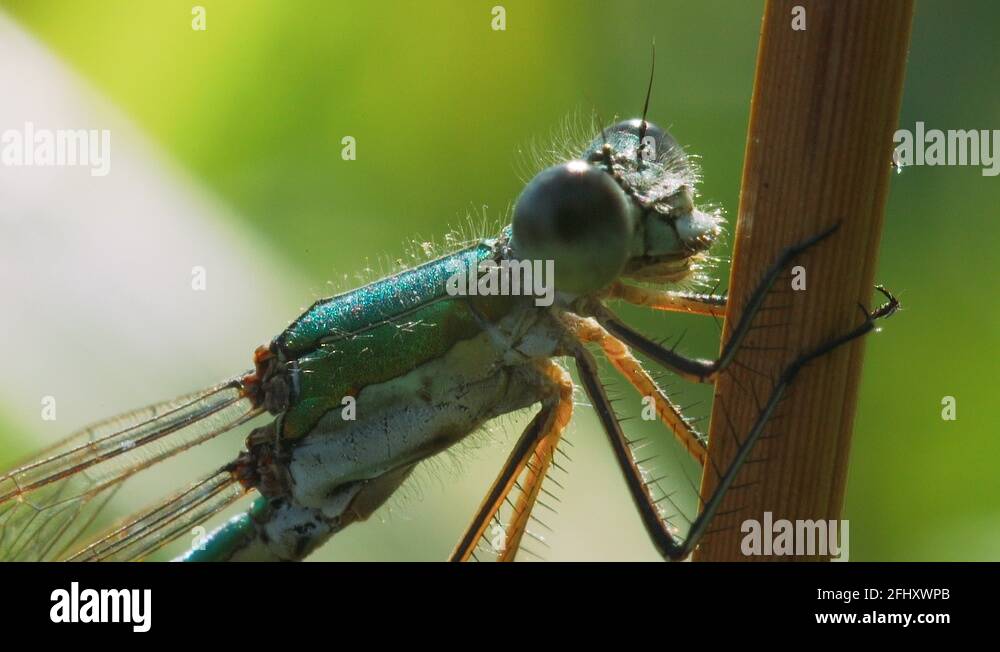 Blue compound eyes Stock Videos & Footage - HD and 4K Video Clips - Alamy