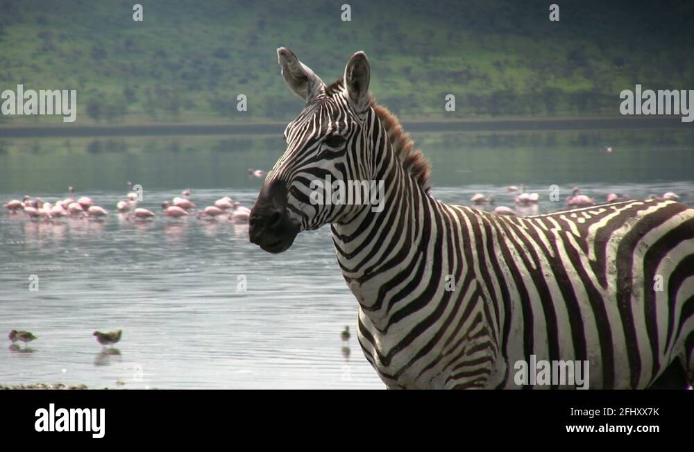 Wild animals talking Stock Videos & Footage - HD and 4K Video Clips - Alamy