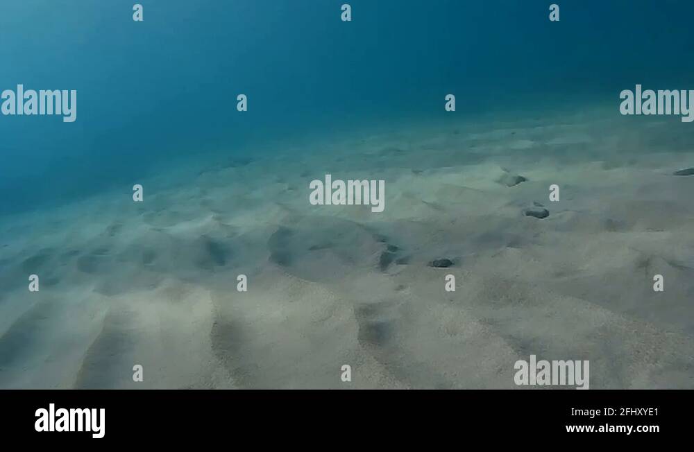 Sandy sea floor Stock Videos & Footage - HD and 4K Video Clips - Alamy