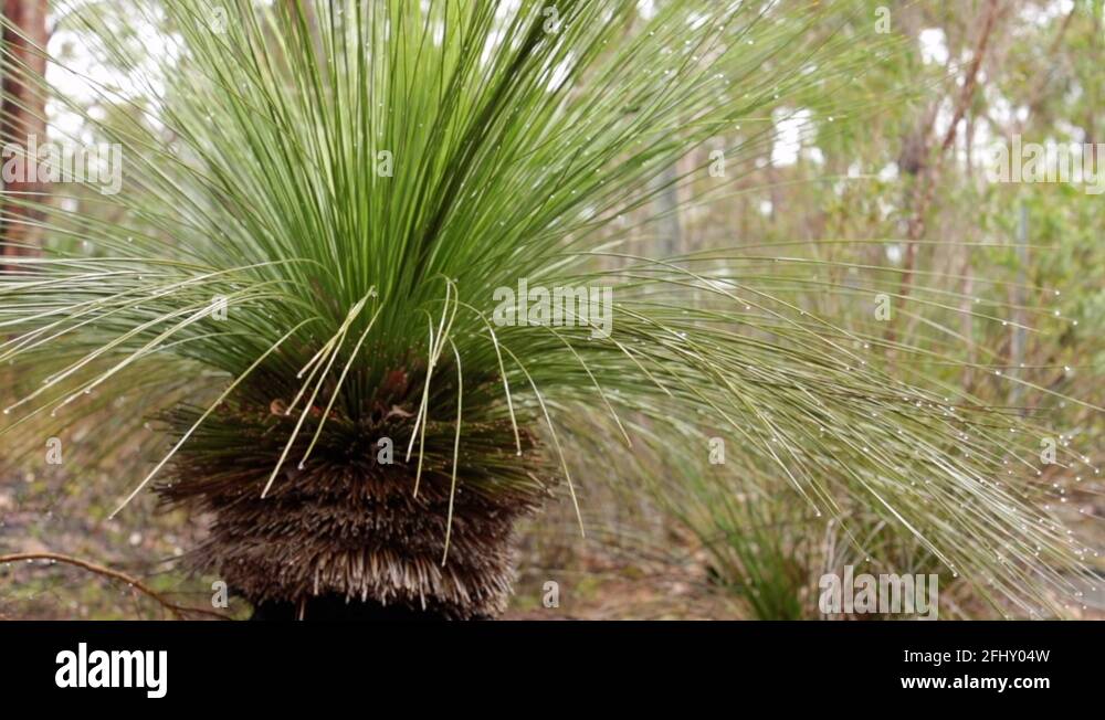 Australian native bushland species Stock Videos & Footage - HD and 4K ...