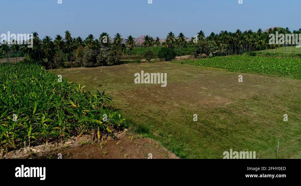 Banana trees coconut trees Stock Videos & Footage - HD and 4K Video ...