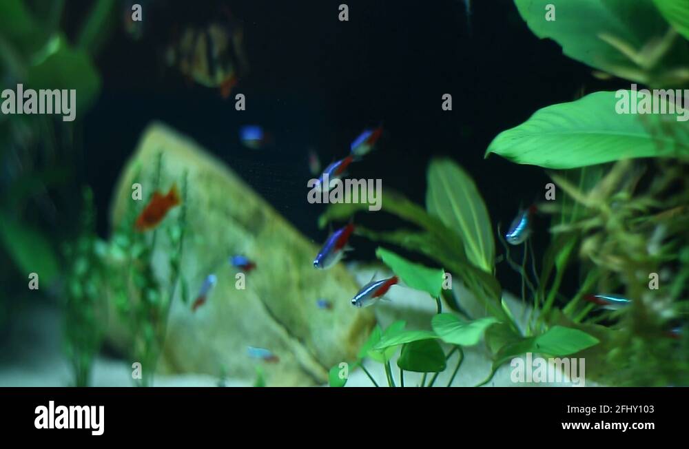 Group tiny fish swimming around Stock Videos & Footage - HD and 4K ...