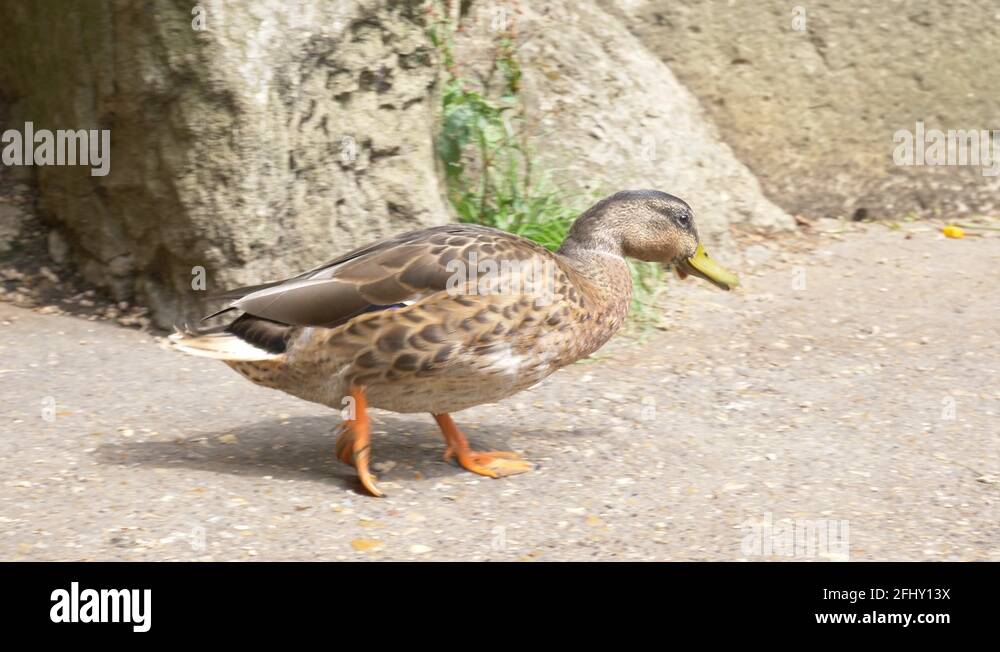 Running duck Stock Videos & Footage - HD and 4K Video Clips - Alamy