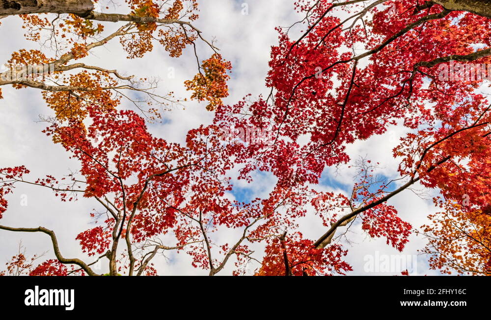 Timelapse Low Angle Shot of Japanese Maples Fall Foliage in Japan -Tilt ...