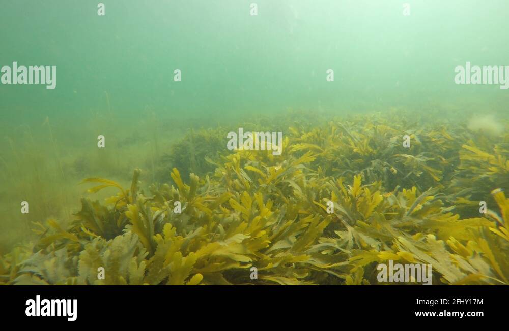 Underwater moving shot of sea weed on bottom of the ocean Stock Video ...