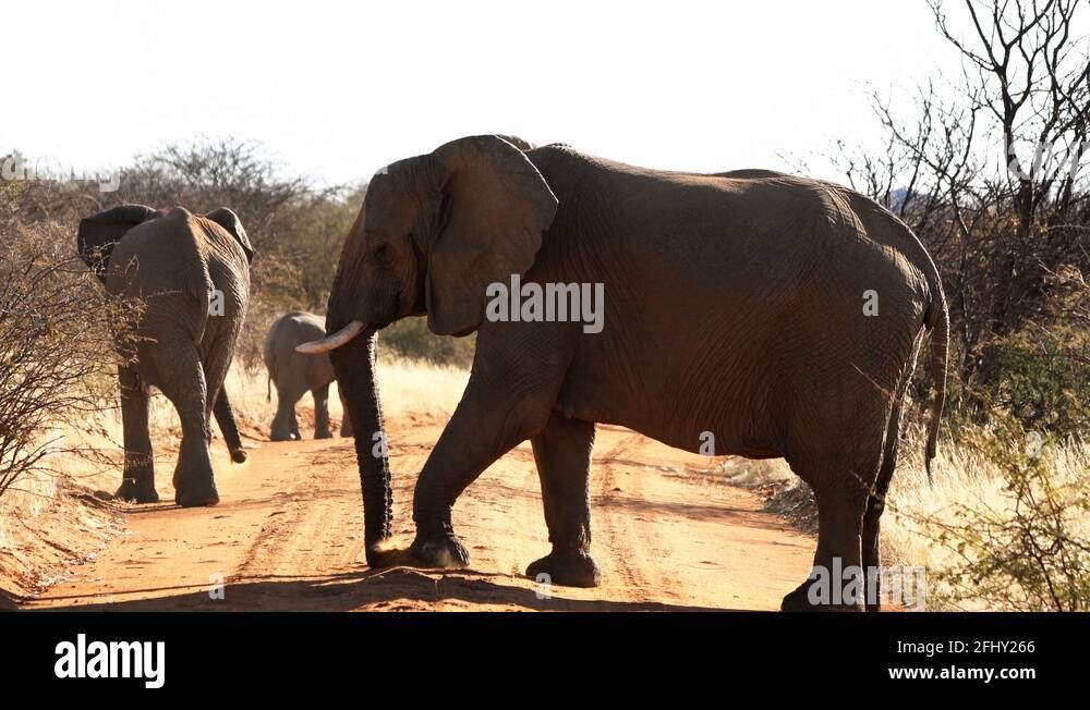 Elephants are seen throwing dirt upon their backs for sun and bug Stock ...