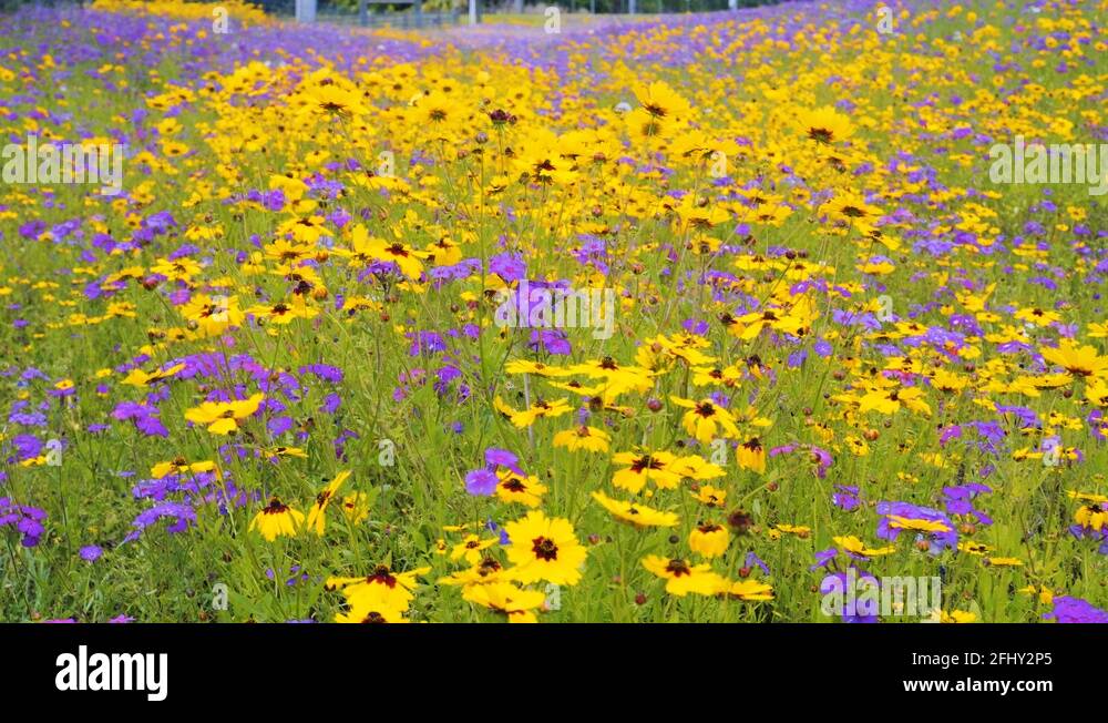Roadside wildflowers Stock Videos & Footage - HD and 4K Video Clips - Alamy
