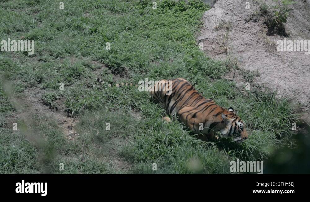 Biting grass Stock Videos & Footage - HD and 4K Video Clips - Alamy