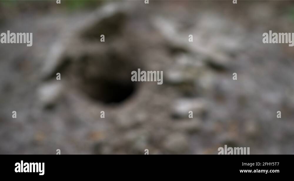Mole forest Stock Videos & Footage - HD and 4K Video Clips - Alamy