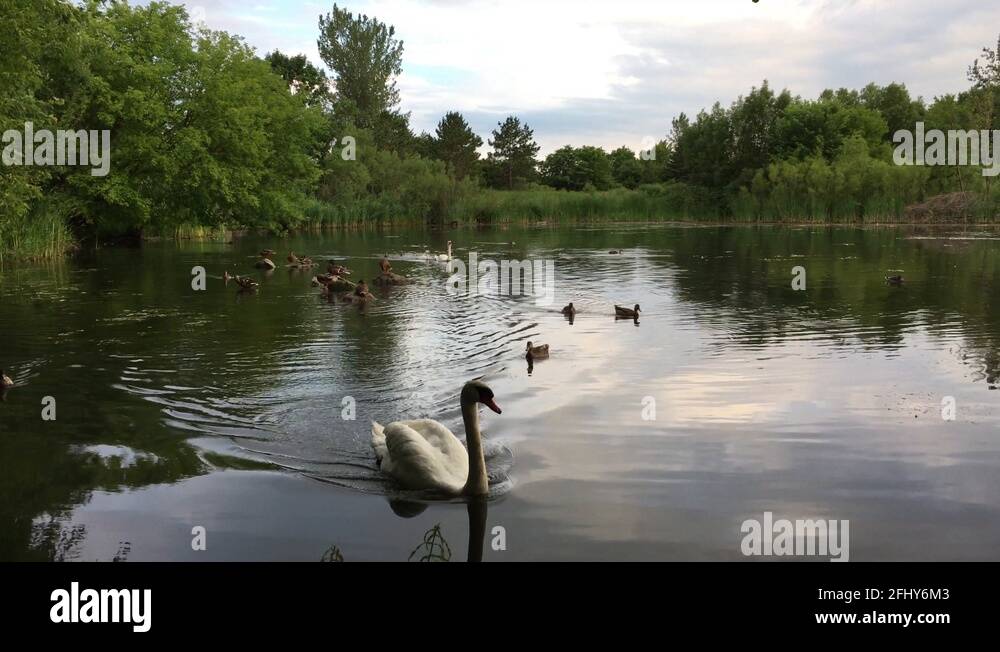 Swan swimming towards camera Stock Videos & Footage - HD and 4K Video ...