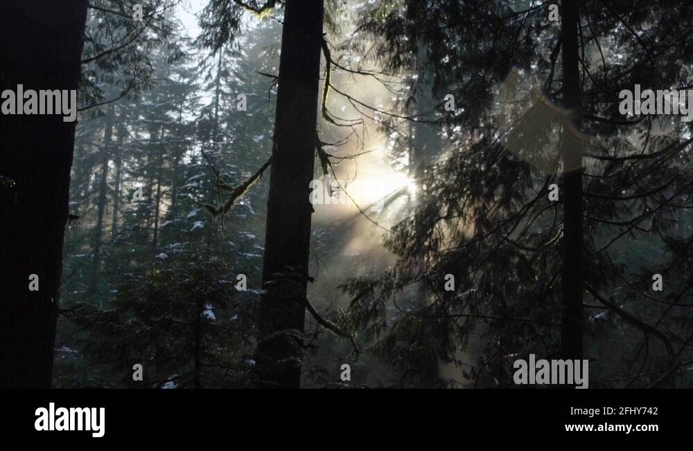 Sunlight rays forest british columbia Stock Videos & Footage - HD and ...