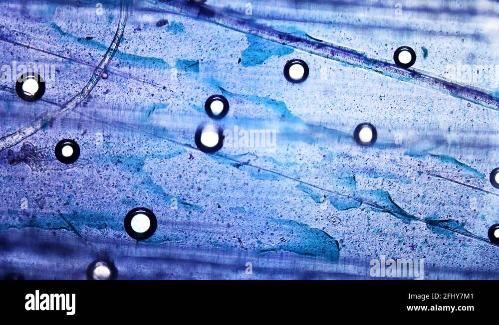 Soap bacteria science Stock Videos & Footage - HD and 4K Video Clips ...